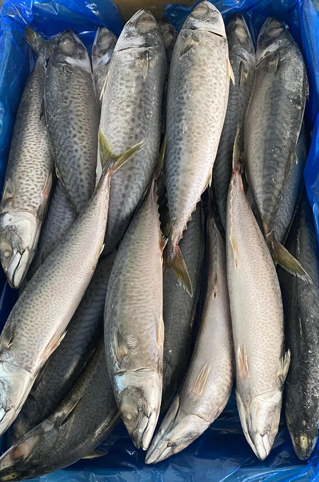 PELAGIC EXPORT - Premium Seafood Export from Morocco