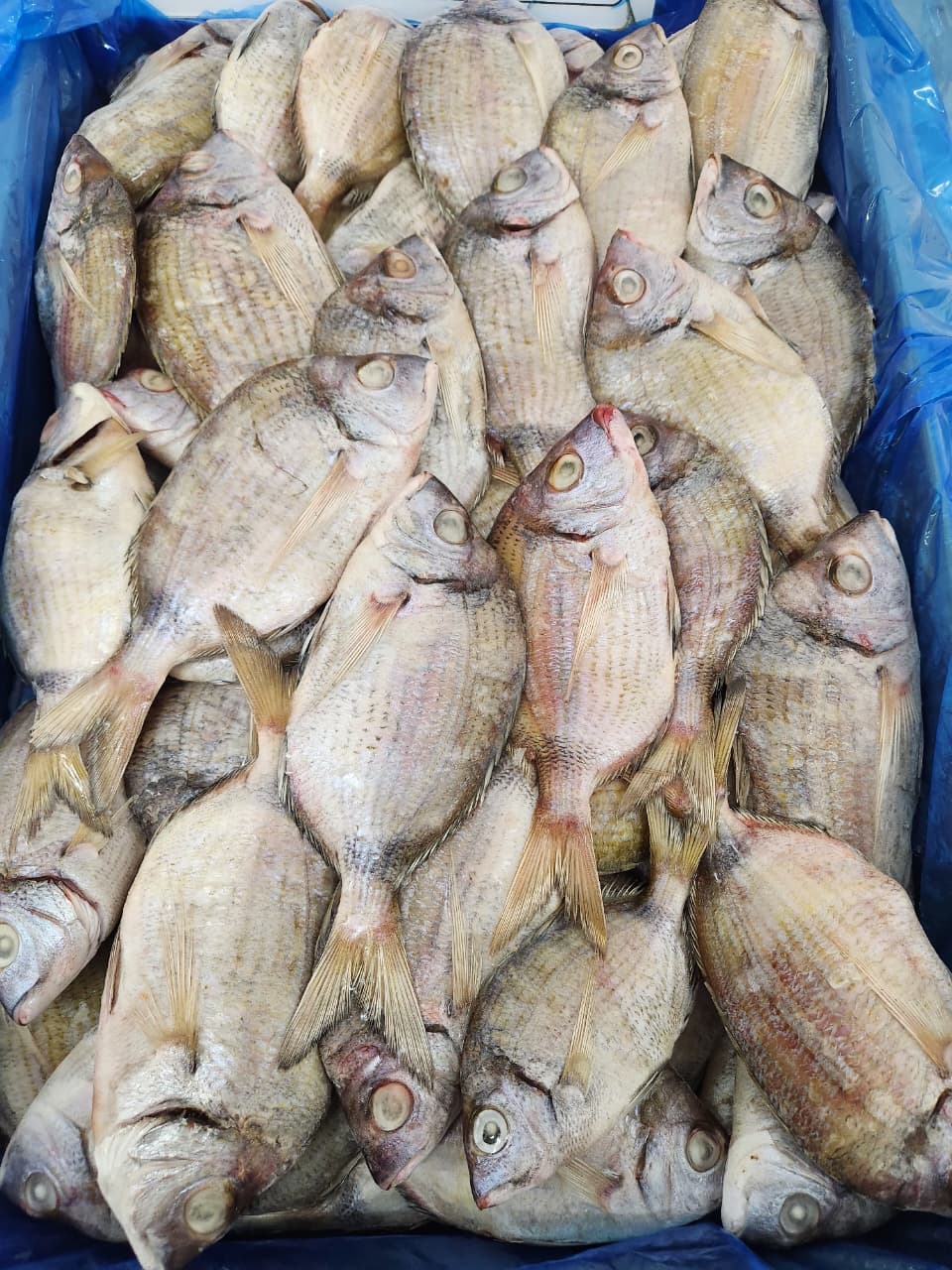 PELAGIC EXPORT - Premium Seafood Export from Morocco